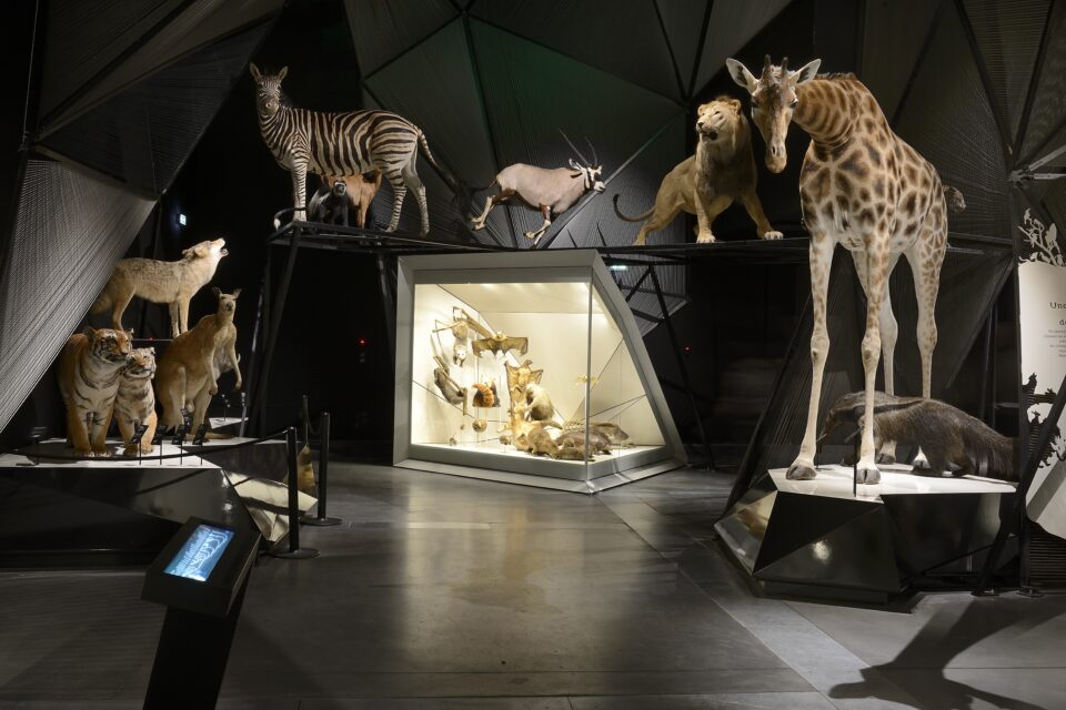 Museum Display Cases - Goppion